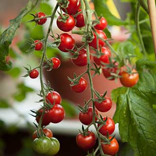 Vegetable Plants | YouGarden