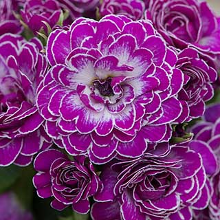 Primula 3 For 2 | YouGarden