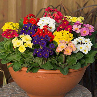 Polyanthus Plants | YouGarden