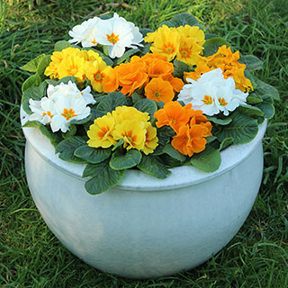 Primrose Plants | YouGarden