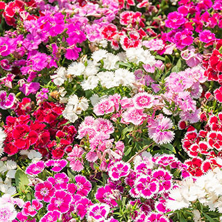 Garden Ready Bedding Plants | YouGarden