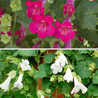 Plug Plants | Gardening Direct