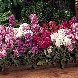 Autumn Bedding Plants | YouGarden