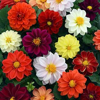 Garden Ready Bedding Plants | YouGarden