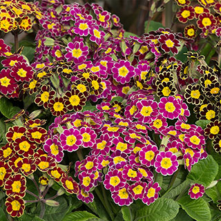 Polyanthus Plants | YouGarden