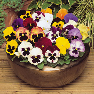 Autumn Bedding Plants | YouGarden