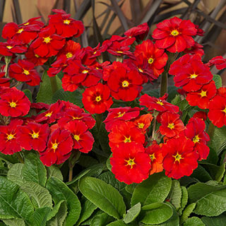 Polyanthus Plants | YouGarden