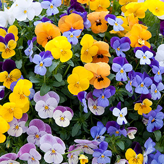 Viola Plants | YouGarden