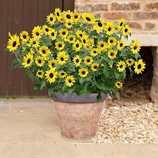 Perennials | Gardening Direct
