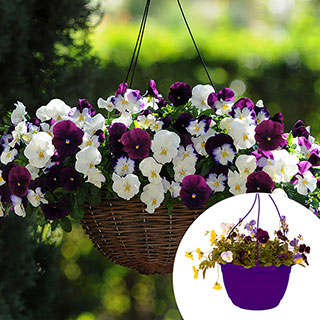 Pansy | Gardening Direct