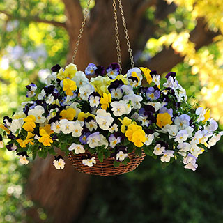 Pansy | Gardening Direct