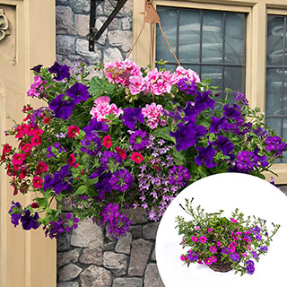 Hanging Baskets | Gardening Direct