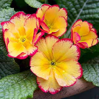 Primrose | Gardening Direct