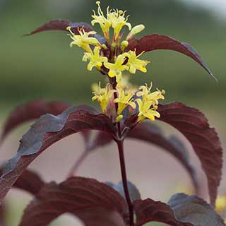 Ornamental Shrubs | YouGarden