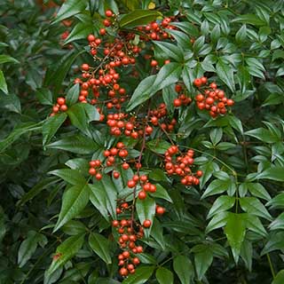 Ornamental Shrubs | YouGarden