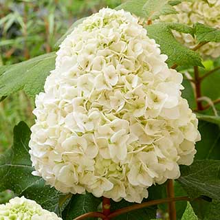 Hydrangea Plants | YouGarden