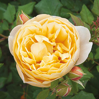 Bush & Shrub Roses | YouGarden