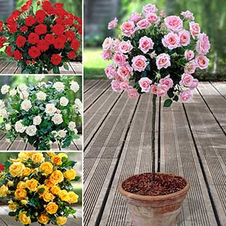 Standard Roses | YouGarden