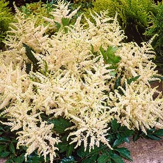Sale | Gardening Direct