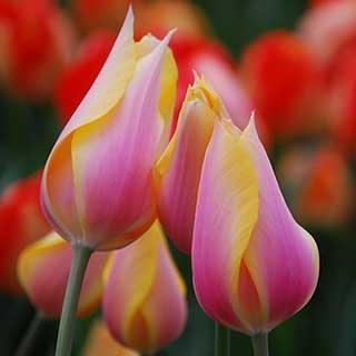 Bulbs | Gardening Direct