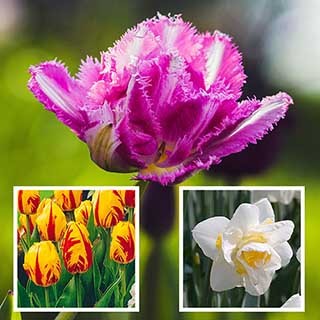 Bulbs | Gardening Direct