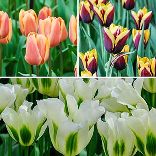 Tulip Bulbs | YouGarden