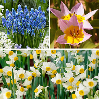 New Plants | YouGarden