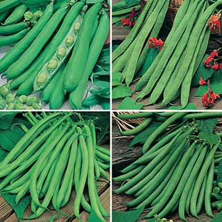 Vegetable Seeds | YouGarden