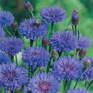 Seeds | Gardening Direct