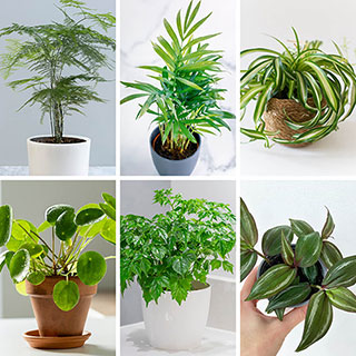 Indoor Houseplants | YouGarden
