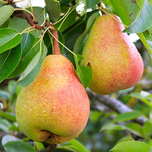 Columnar fruit trees Apple Pear Cherry Bare Root | YouGarden