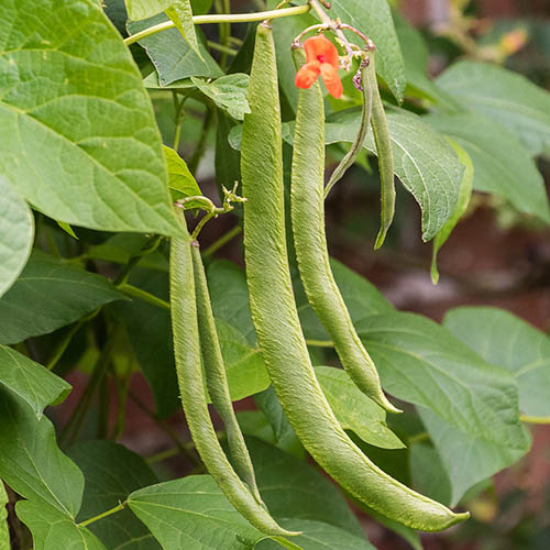 Runner Bean Streamline Reviews | You Garden Reviews | Feefo