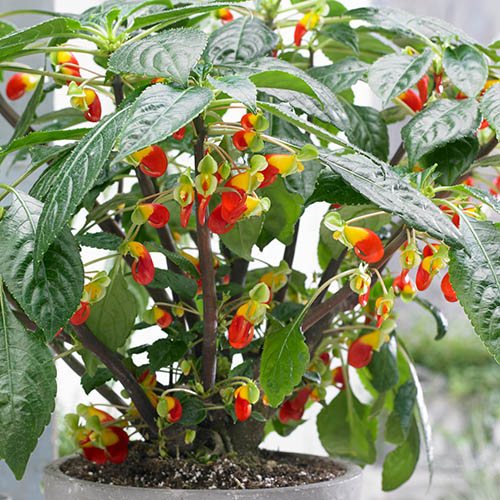 Parrots Beak Plant Care Most Incredibly Rare Flowers In The World