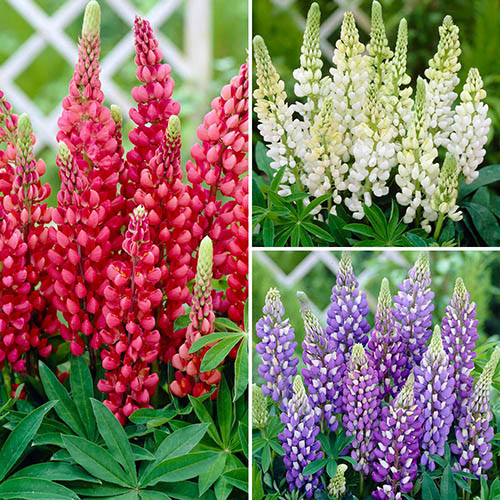 Lupin Gallery Mix GR20 | Gardening Direct
