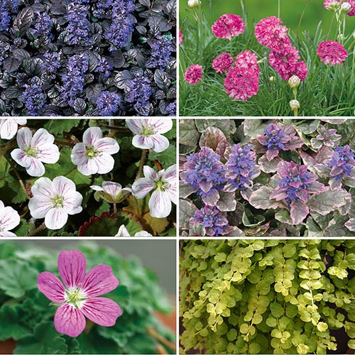 Alpine Plant Collection | YouGarden