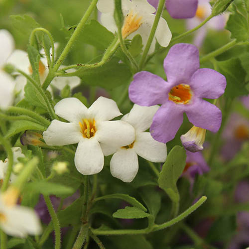 Bacopa Bluetopia & Snowtopia Mix | Gardening Direct