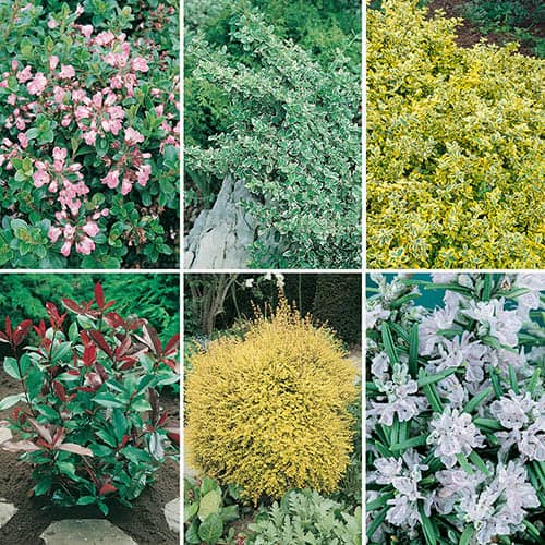 Evergreen Perennials Follage