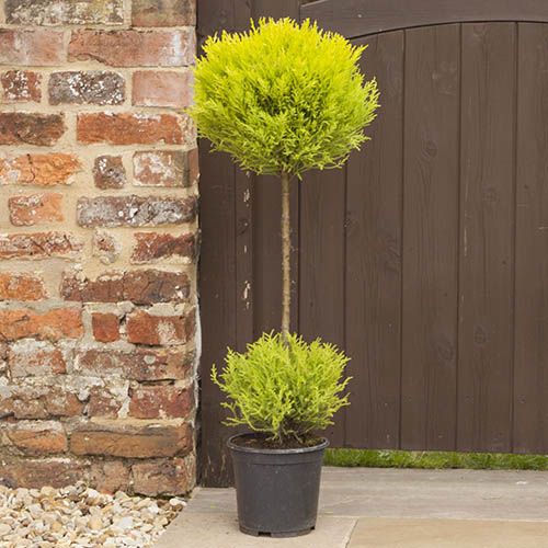 Cupressus Goldcrest Duo Ball Topiary tree 90cm tall 19cm pot