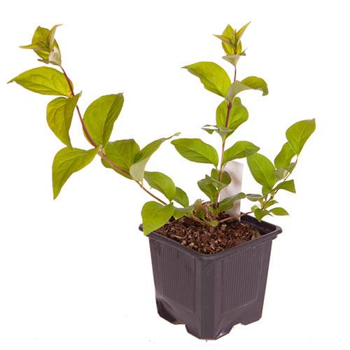 Pink Forsythia - Abeliophyllum distichium Roseum