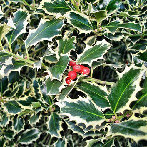 Holly Ilex aquifolium Silver Variegated Holly | YouGarden