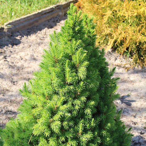Picea Glauca Conica