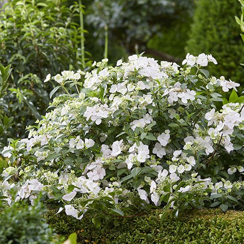 Hydrangea 'Runaway Bride' | YouGarden