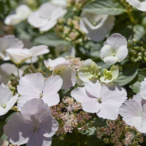 Hydrangea 'Runaway Bride' | YouGarden