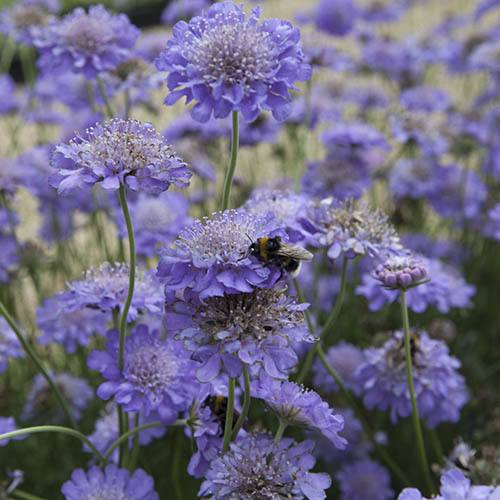 Scabious Butterfly Blue (R) | YouGarden