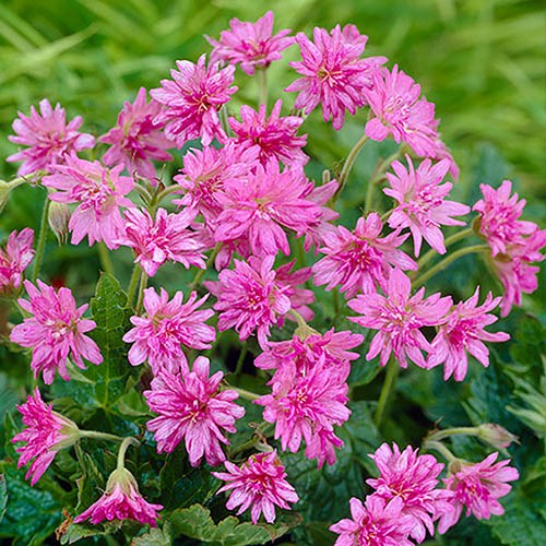 Hardy Double Flowered Geranium Collection | YouGarden
