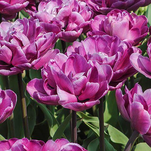 Tulip 'Blue Diamond' | YouGarden