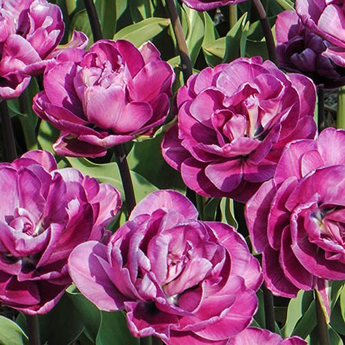 Tulip 'Blue Diamond' | YouGarden