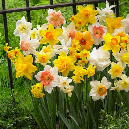 Tall Mixed Daffodils | YouGarden