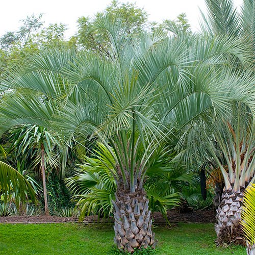 Butia capitata (Jelly Palm) | YouGarden