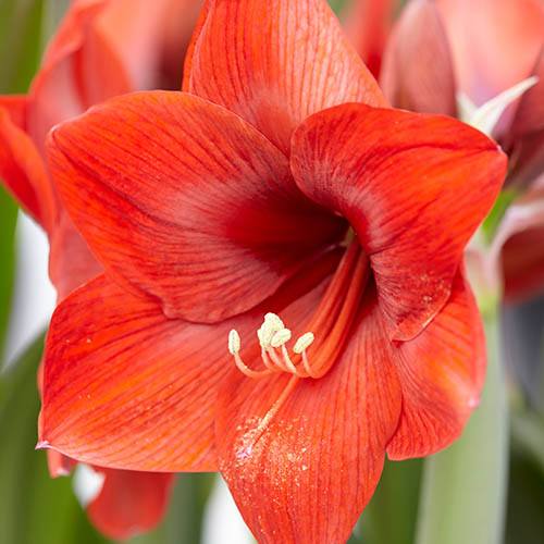 Pair of Red Amaryllis Bulbs with Pots & Compost | YouGarden